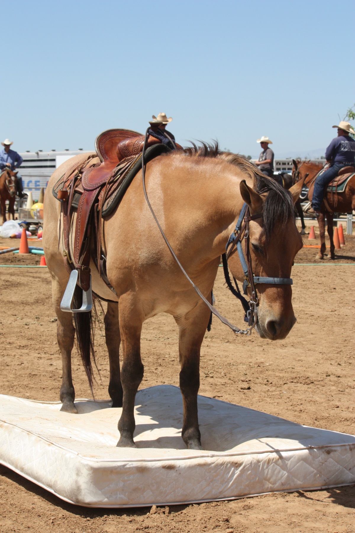 Mounted Resources – Preparing your mounted unit for every scenario